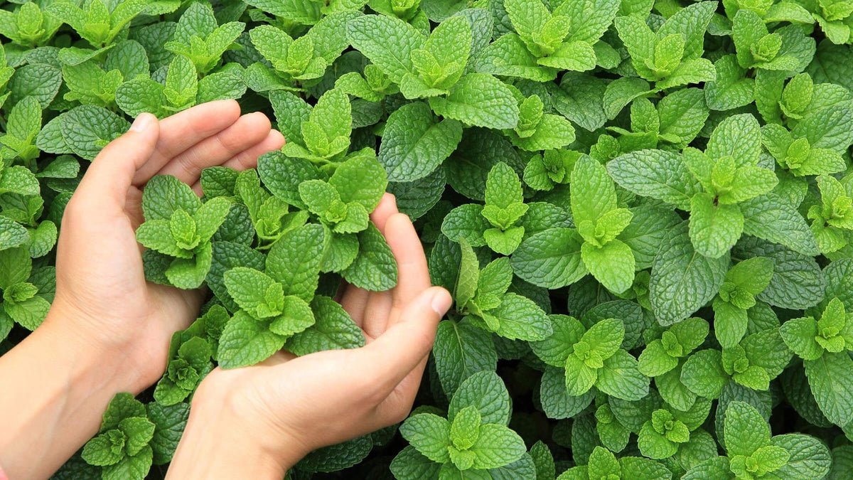 6 Ways Peppermint EO Can Improve Your Life | Aromatics International ...