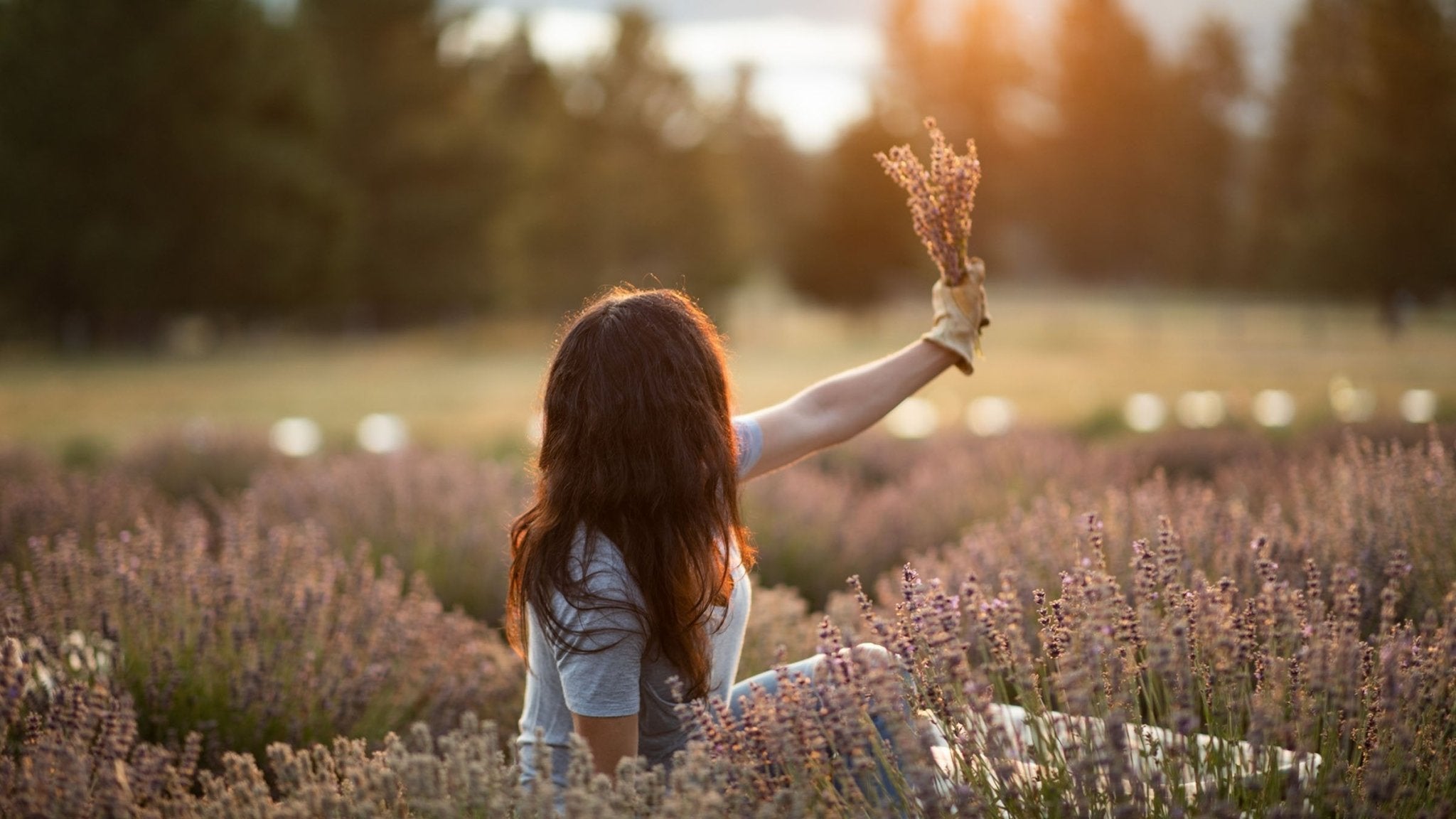 The Secret Joy of a Lavender Harvest - Blog | aromatics.com – Aromatics ...