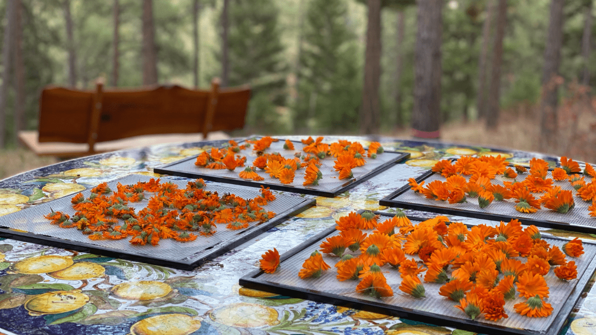 Working With Hydrosols – Aromatics International