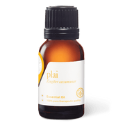 Plai (Central) Essential Oil - Aromatics International