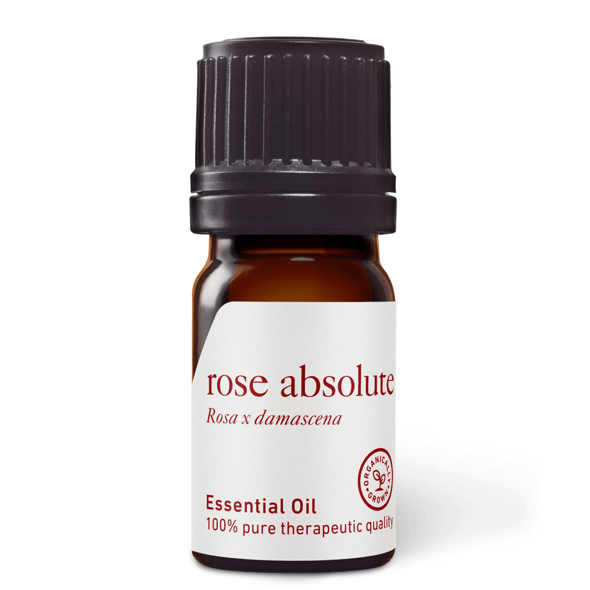 Rose Absolute Essential Oil - Aromatics International